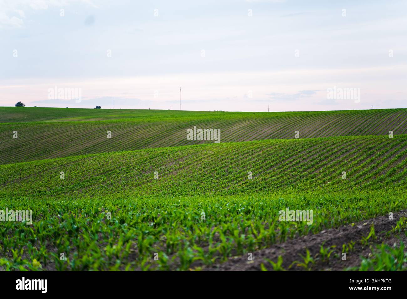 Sprouts of young corn in a field against a blue sunset sky. A spring ...