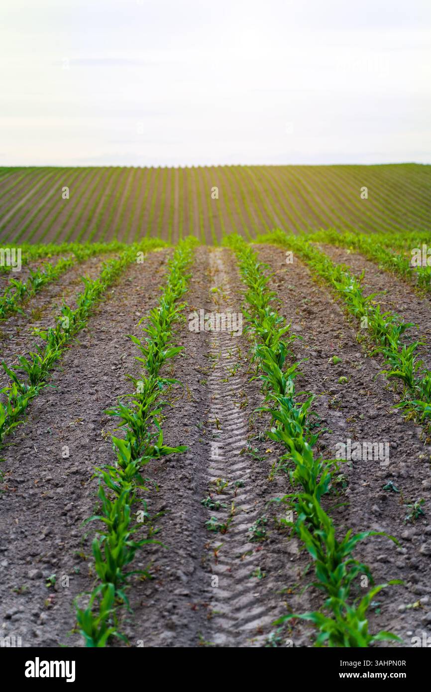 Straight rows of corn seedlings. Sprouts of young corn plants in field ...