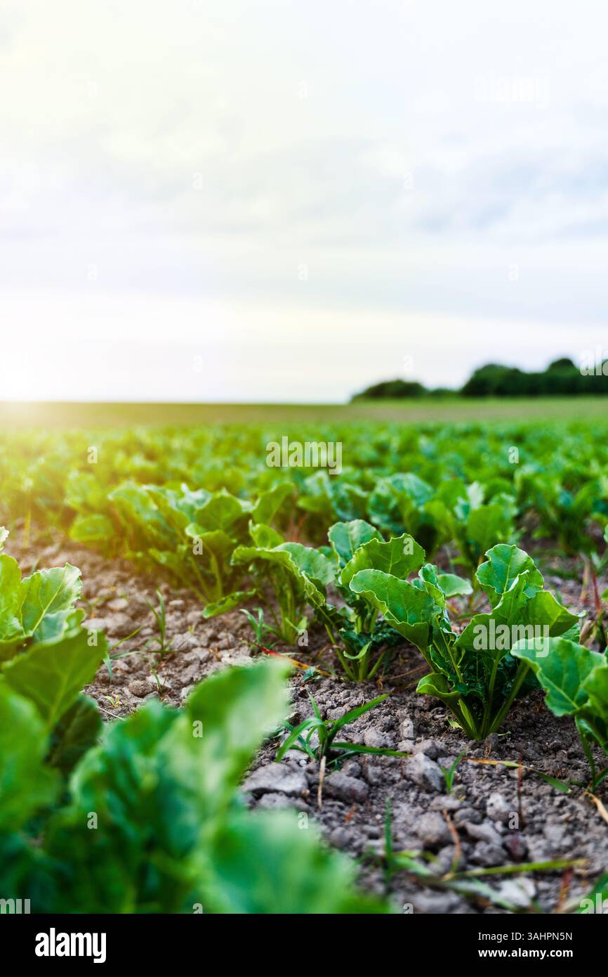 Beetroot plants on agricultural field. Row of green leaves of young ...