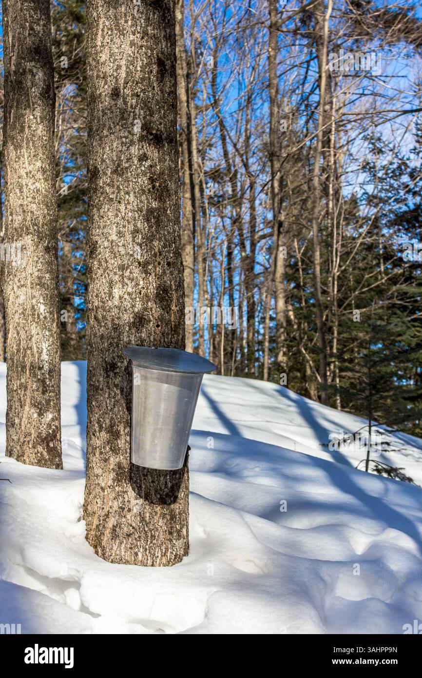 Maple water bucket hang on a Maple tree, Snow background Stock Photo ...