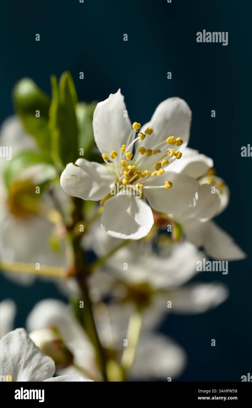 Full Bloom of Plum Tree Stock Photo - Alamy