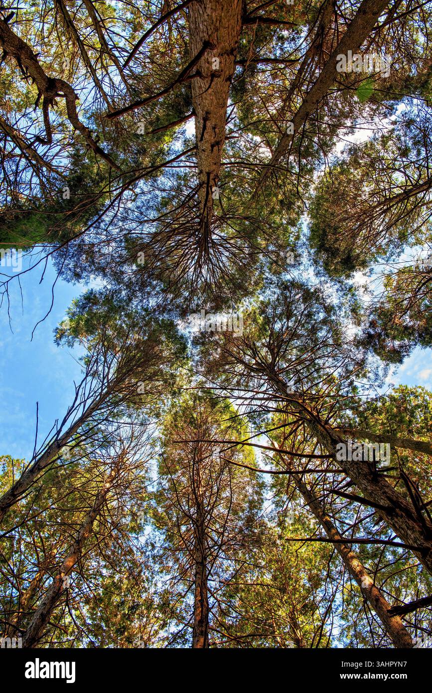 Hanpokou Pine Forest, Lushan (Mount Lu), Jiujiang City, Jiangxi, China ...