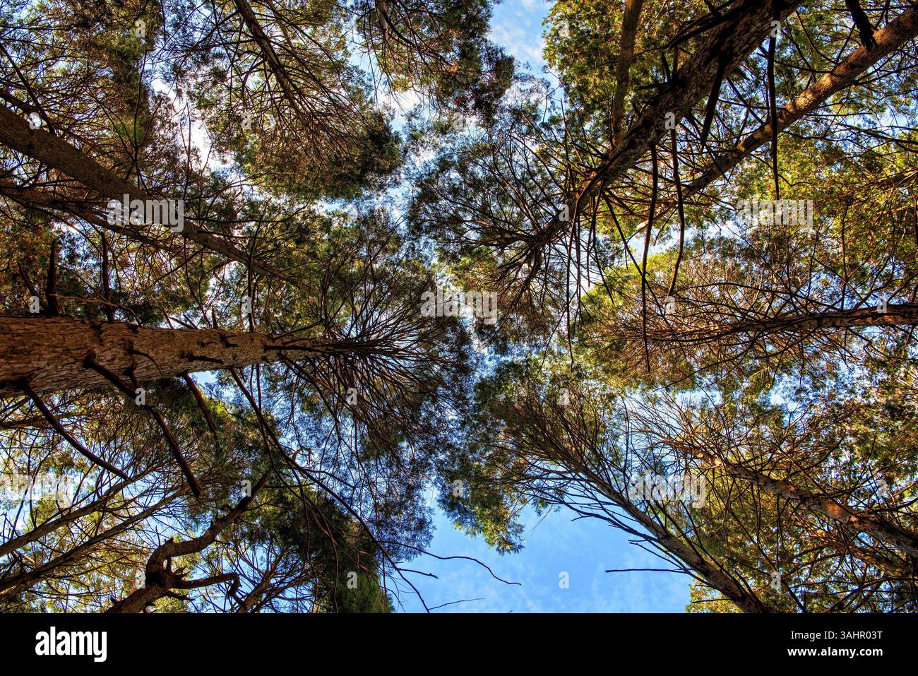 Hanpokou Pine Forest, Lushan (Mount Lu), Jiujiang City, Jiangxi, China ...