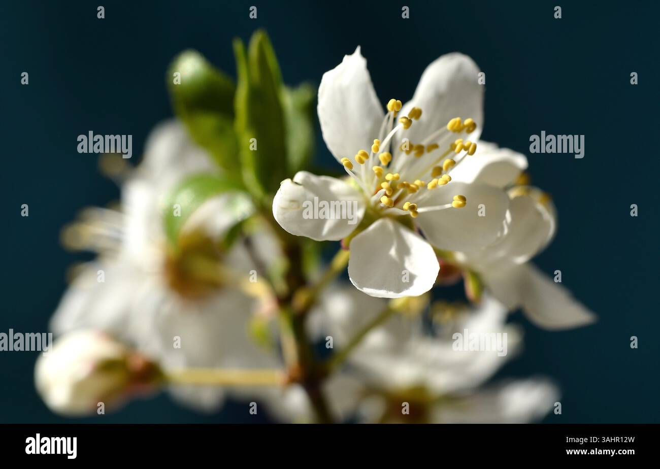 Plum Tree Flowers Stock Photo - Alamy