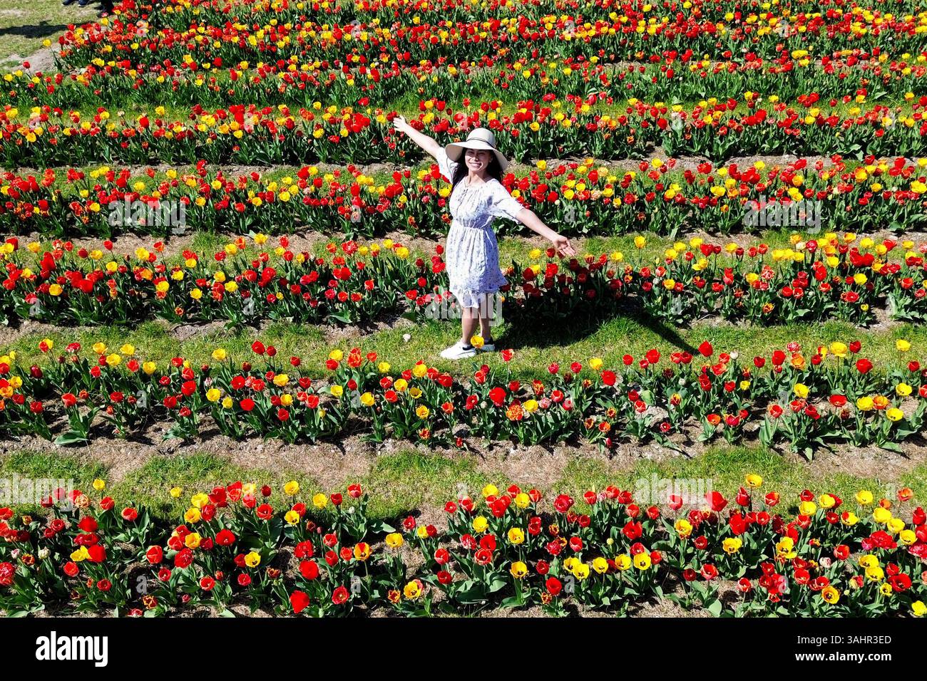 Lifton, UK. 10TH APR 2025 250,000 Tulips brighten up the Strawberry ...