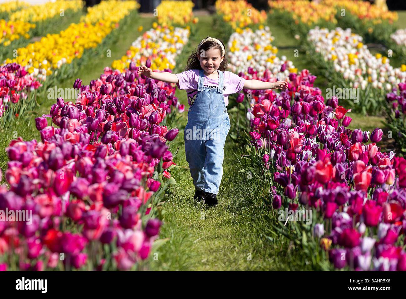 Lifton, UK. 10TH APR 2025 250,000 Tulips brighten up the Strawberry ...