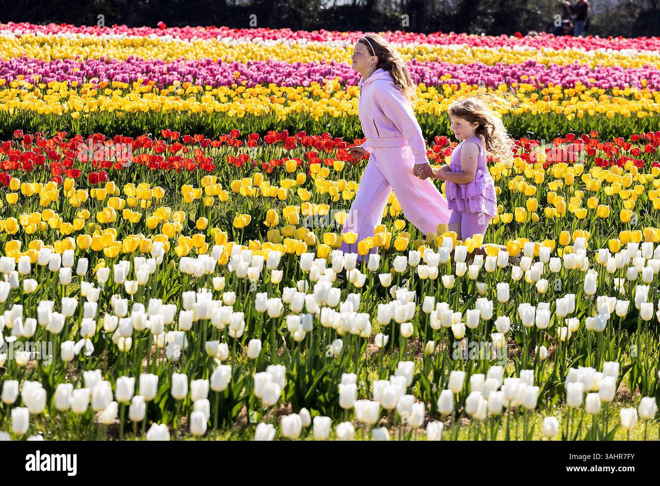 Lifton, UK. 10TH APR 2025 250,000 Tulips brighten up the Strawberry ...