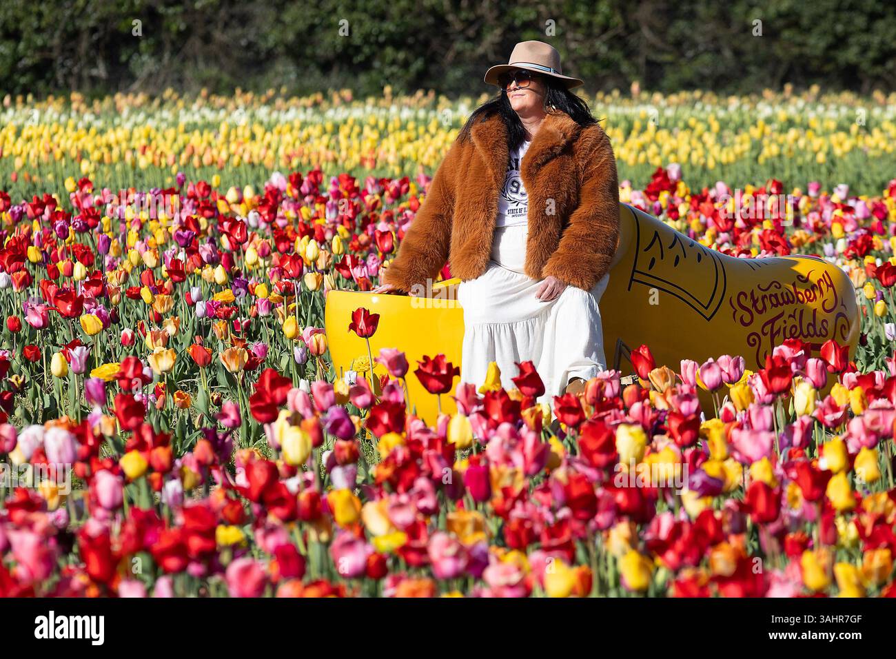 Lifton, UK. 10TH APR 2025 250,000 Tulips brighten up the Strawberry ...