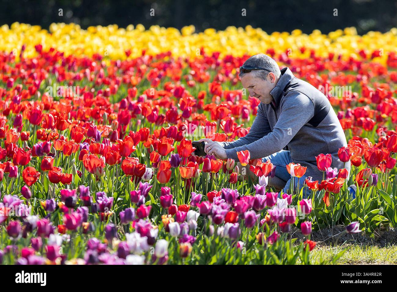 Lifton, UK. 10TH APR 2025 250,000 Tulips brighten up the Strawberry ...
