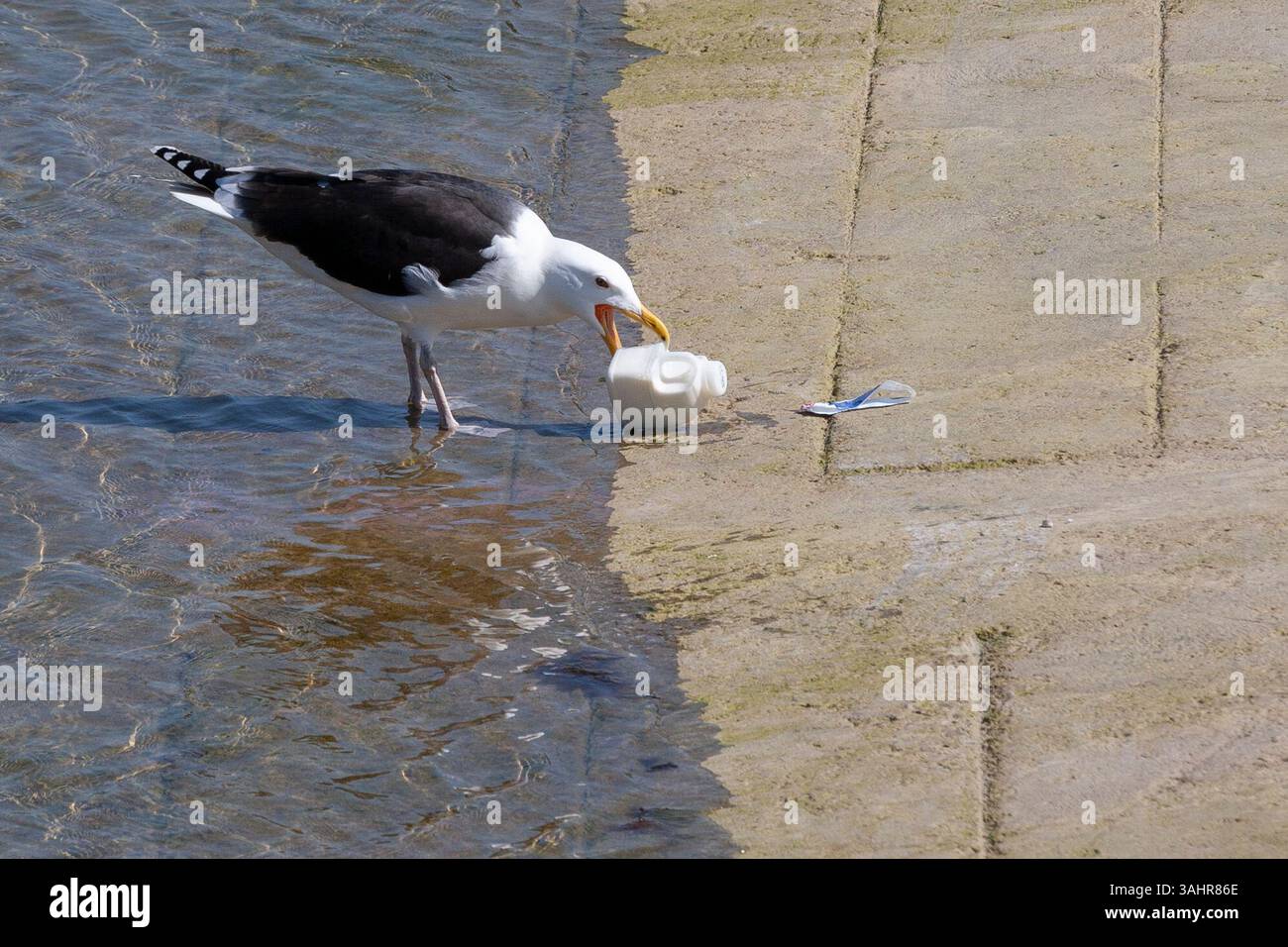 Black bird milk bottle hi-res stock photography and images - Alamy