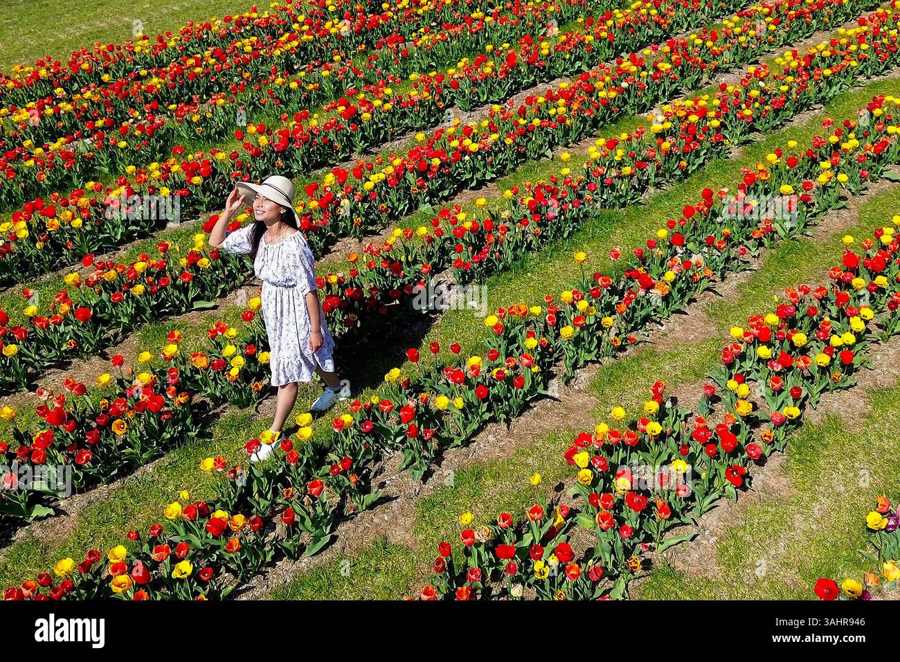 Lifton, UK. 10TH APR 2025 250,000 Tulips brighten up the Strawberry ...