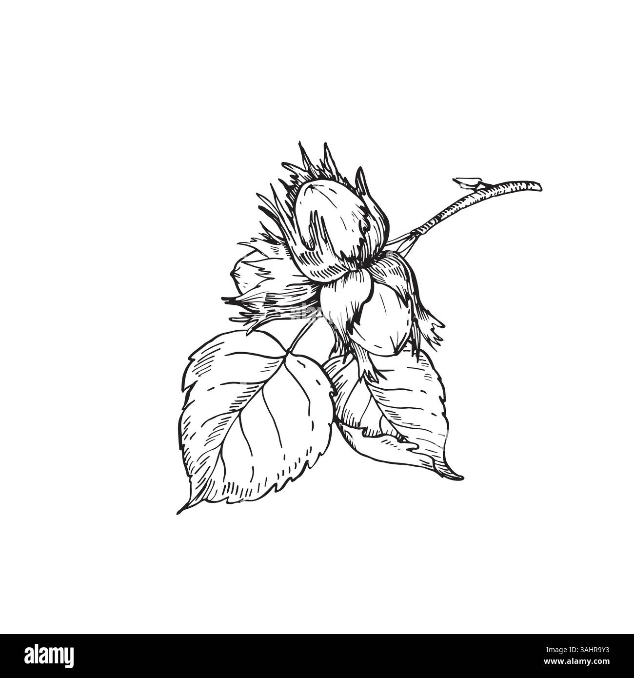 Hazelnut branch with leaves and fruits. Vector black and white ...