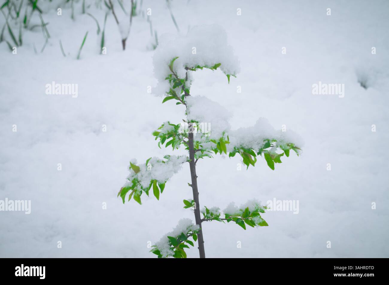 Snow falls on the blossoming branches of the cherry tree Stock Photo ...