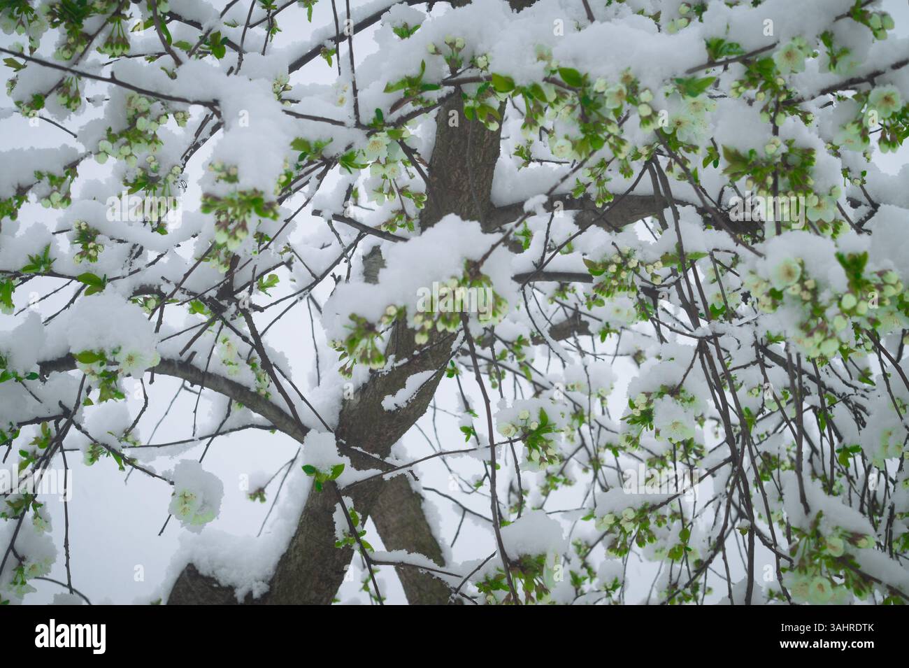 Snow falls on the blossoming branches of the cherry tree Stock Photo ...