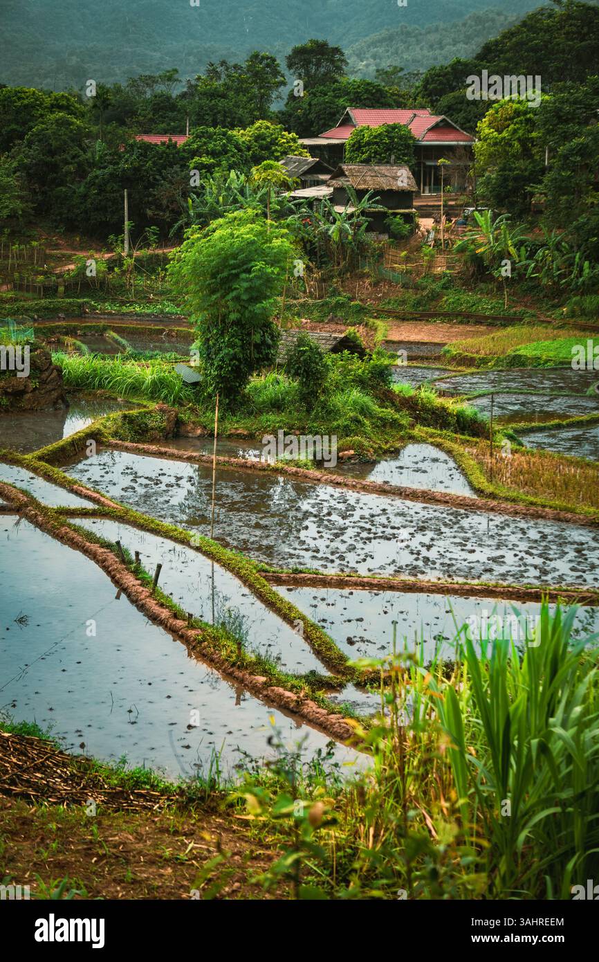 Terraced rice fields filled with water, surrounded by lush tropical ...