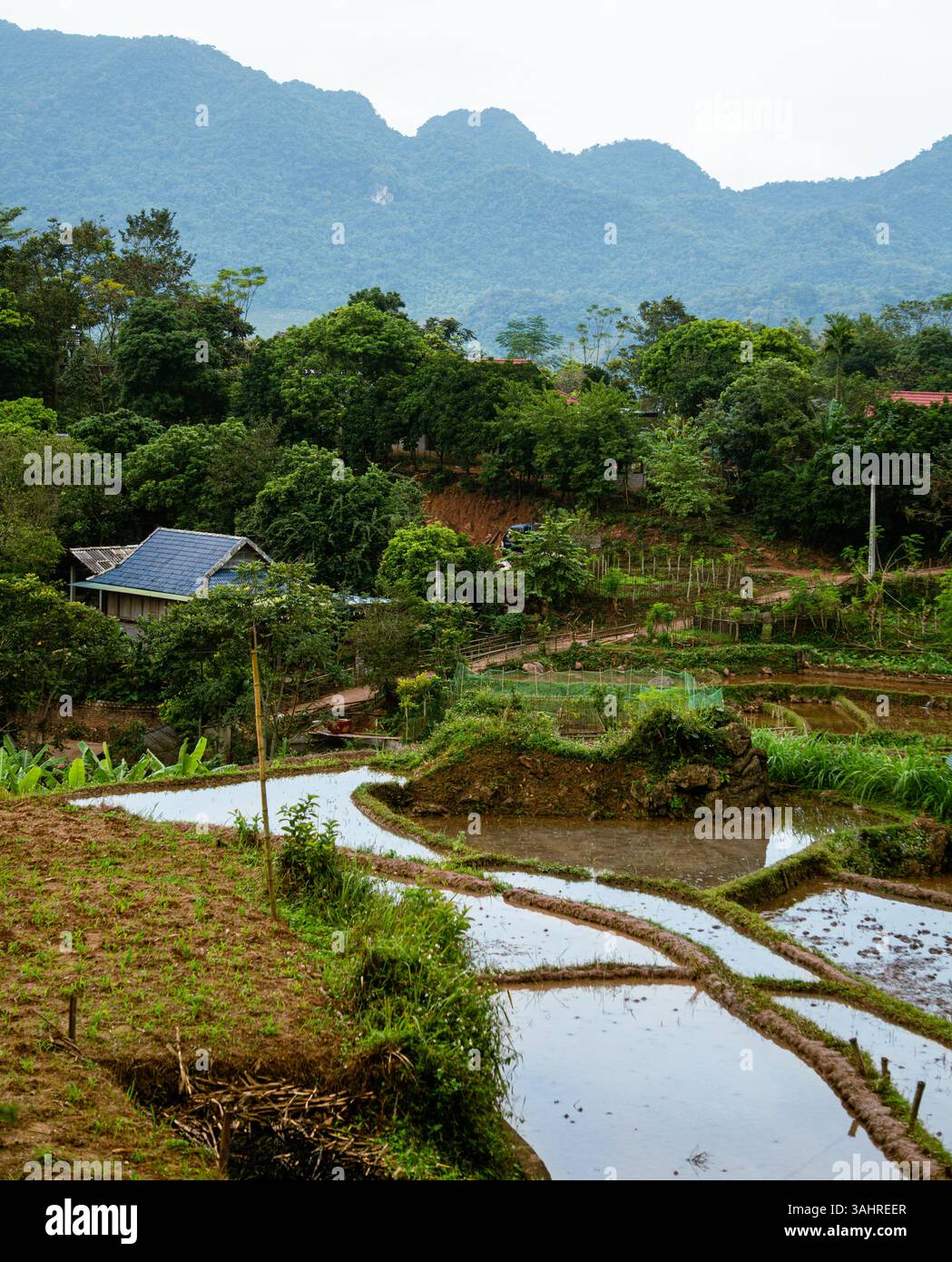 Terraced rice fields filled with water, surrounded by lush tropical ...