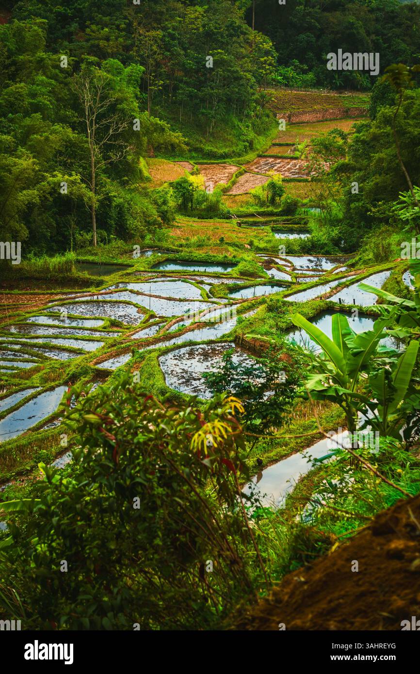 Terraced rice fields filled with water, surrounded by lush tropical ...