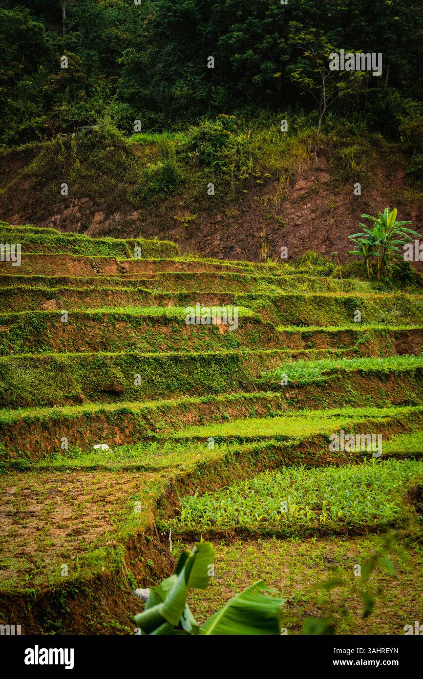 Lush Terraced Fields and Tropical Forest in Mai Chau, Vietnam Stock ...