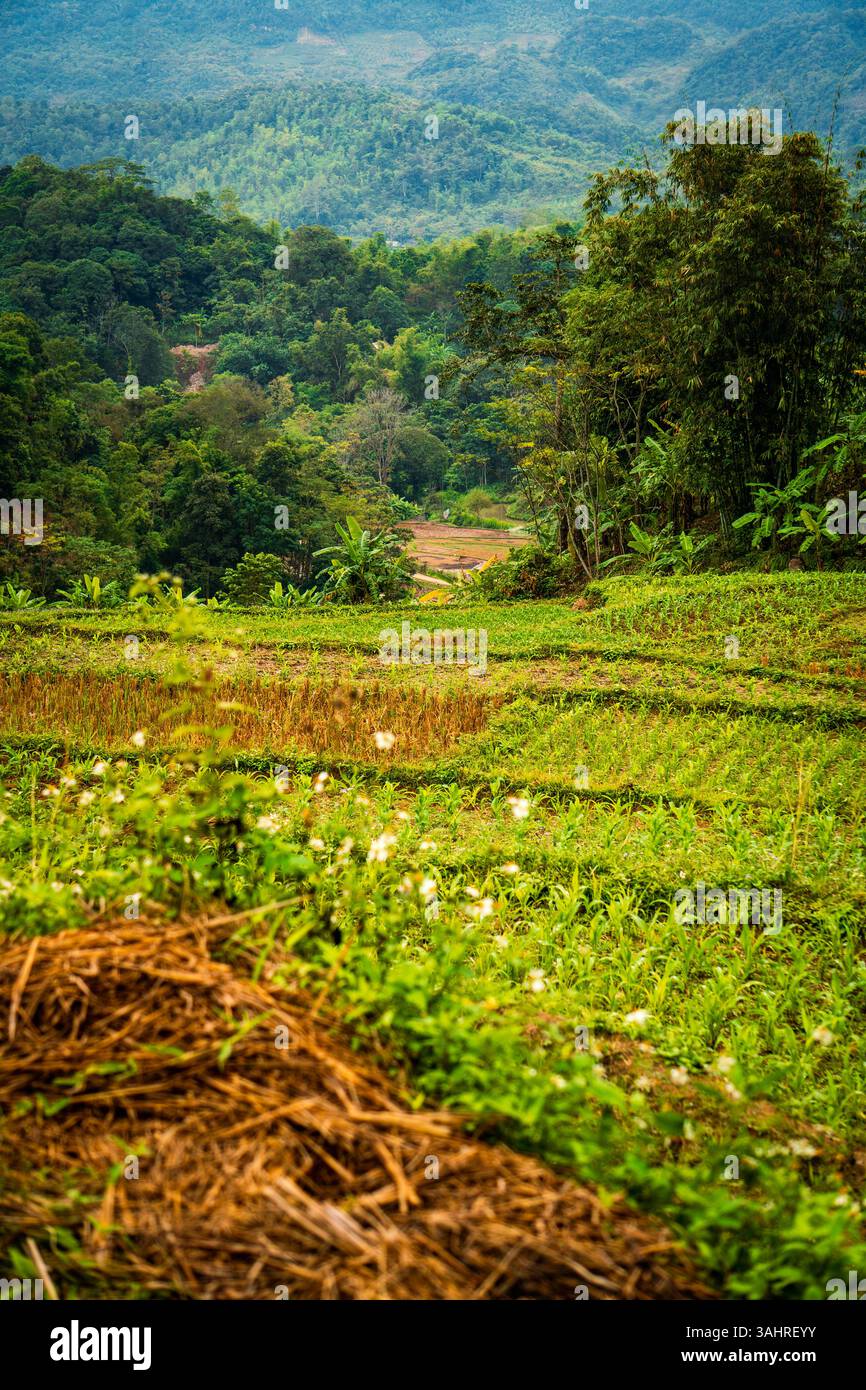 Lush Terraced Fields and Tropical Forest in Mai Chau, Vietnam Stock ...