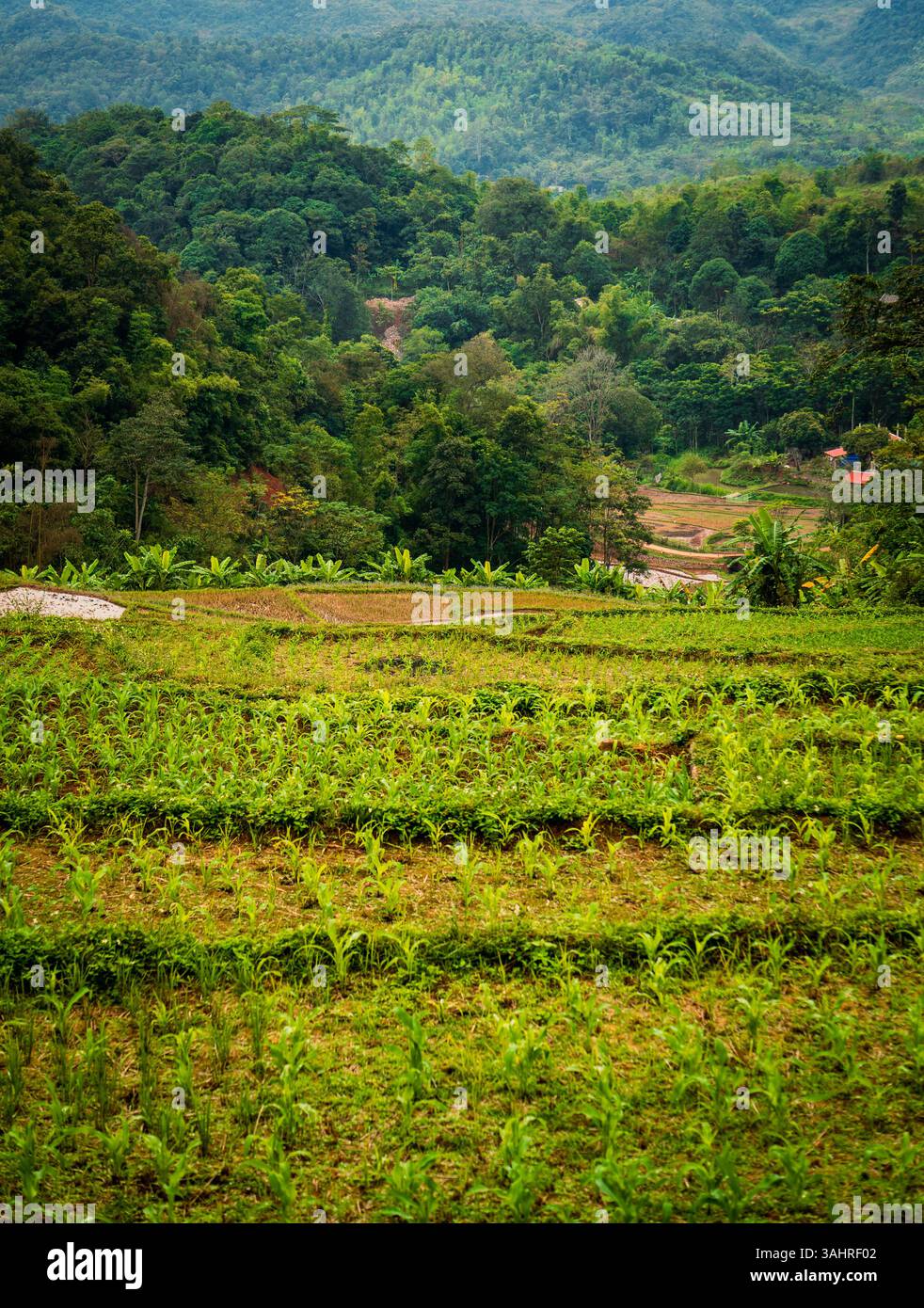 Lush Terraced Fields and Tropical Forest in Mai Chau, Vietnam Stock ...