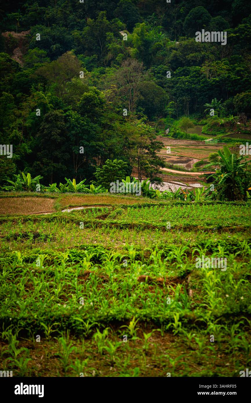 Lush Terraced Fields and Tropical Forest in Mai Chau, Vietnam Stock ...