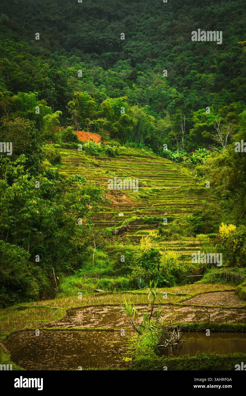 Lush Terraced Fields and Tropical Forest in Mai Chau, Vietnam Stock ...