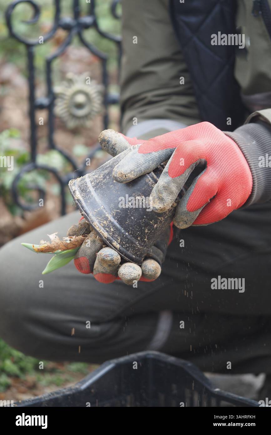 Gardening activities with a potted plant taking root in spring Stock ...