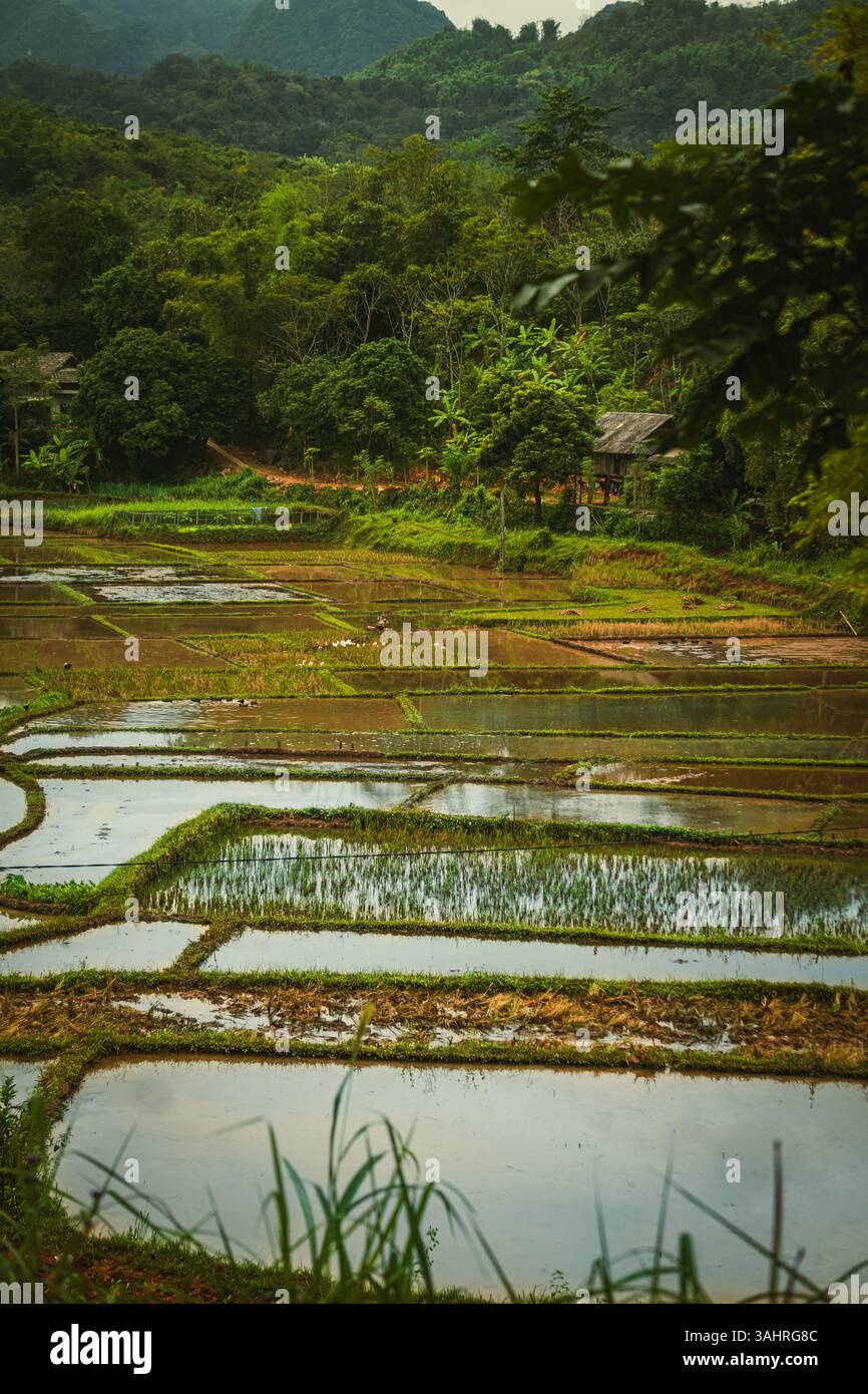 Terraced rice fields filled with water, surrounded by lush tropical ...