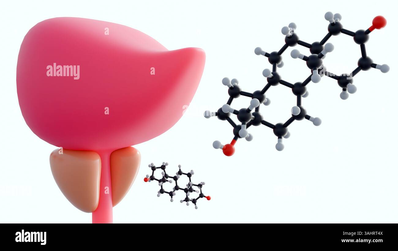 Cross section of the prostate Cut Out Stock Images & Pictures - Alamy