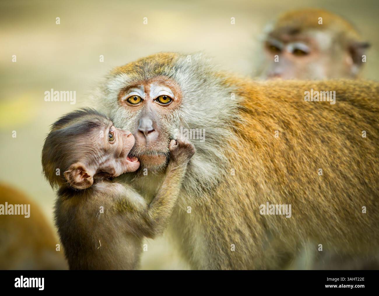 Wildlife parks in singapore hi-res stock photography and images - Alamy