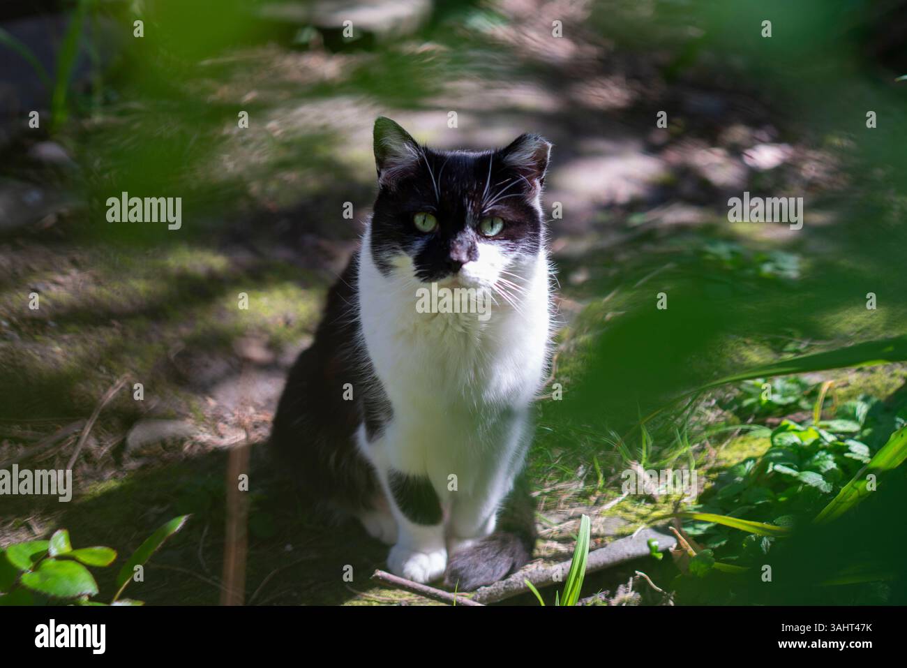 Feral cat with a clipped ear sits alert in the sunlight, marked as ...