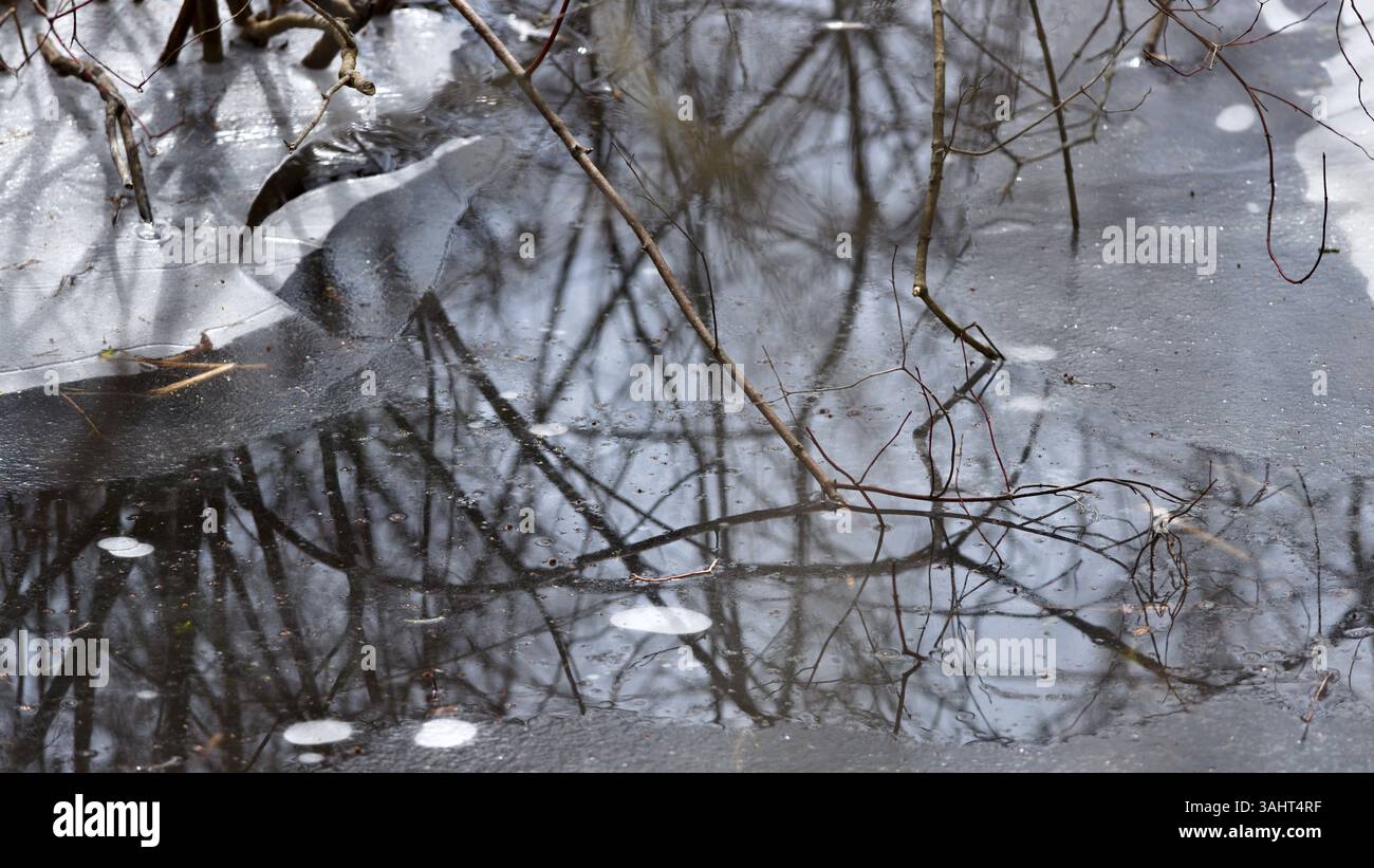 Early spring scene with ice, submerged branches, and abstract tree ...