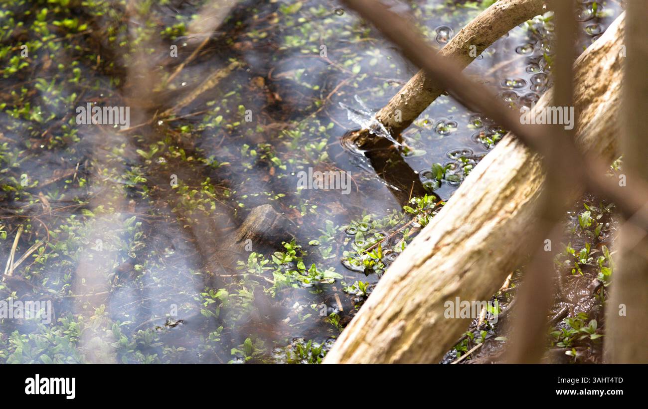 Early spring scene with ice, submerged branches, and abstract tree ...