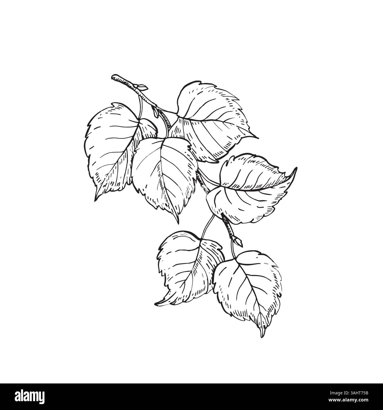 Tree branch with leaves. Vector black and white illustration hand drawn ...