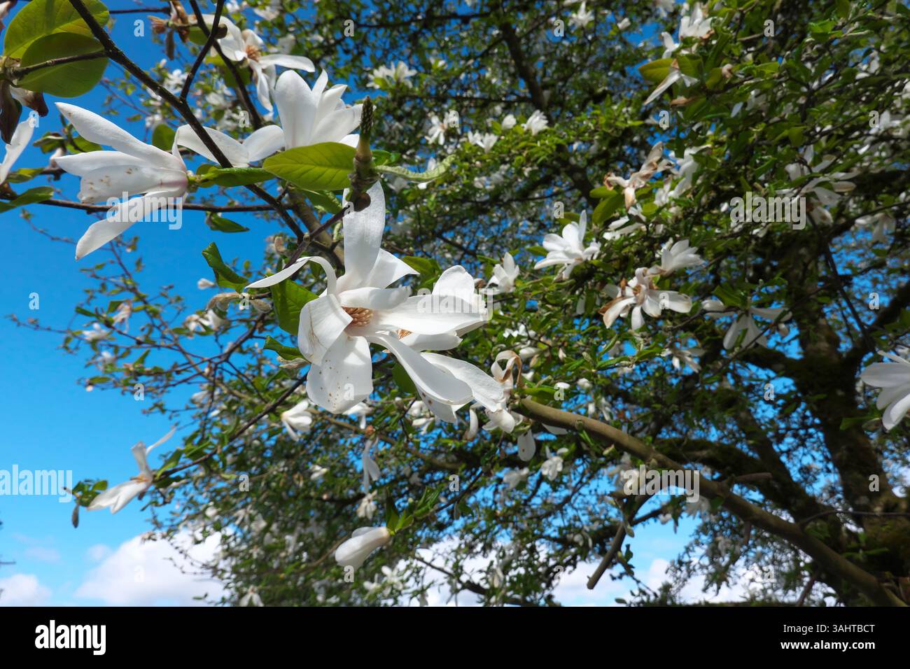 Star Magnolia (Magnolia stellata) - small deciduous tree with showy ...