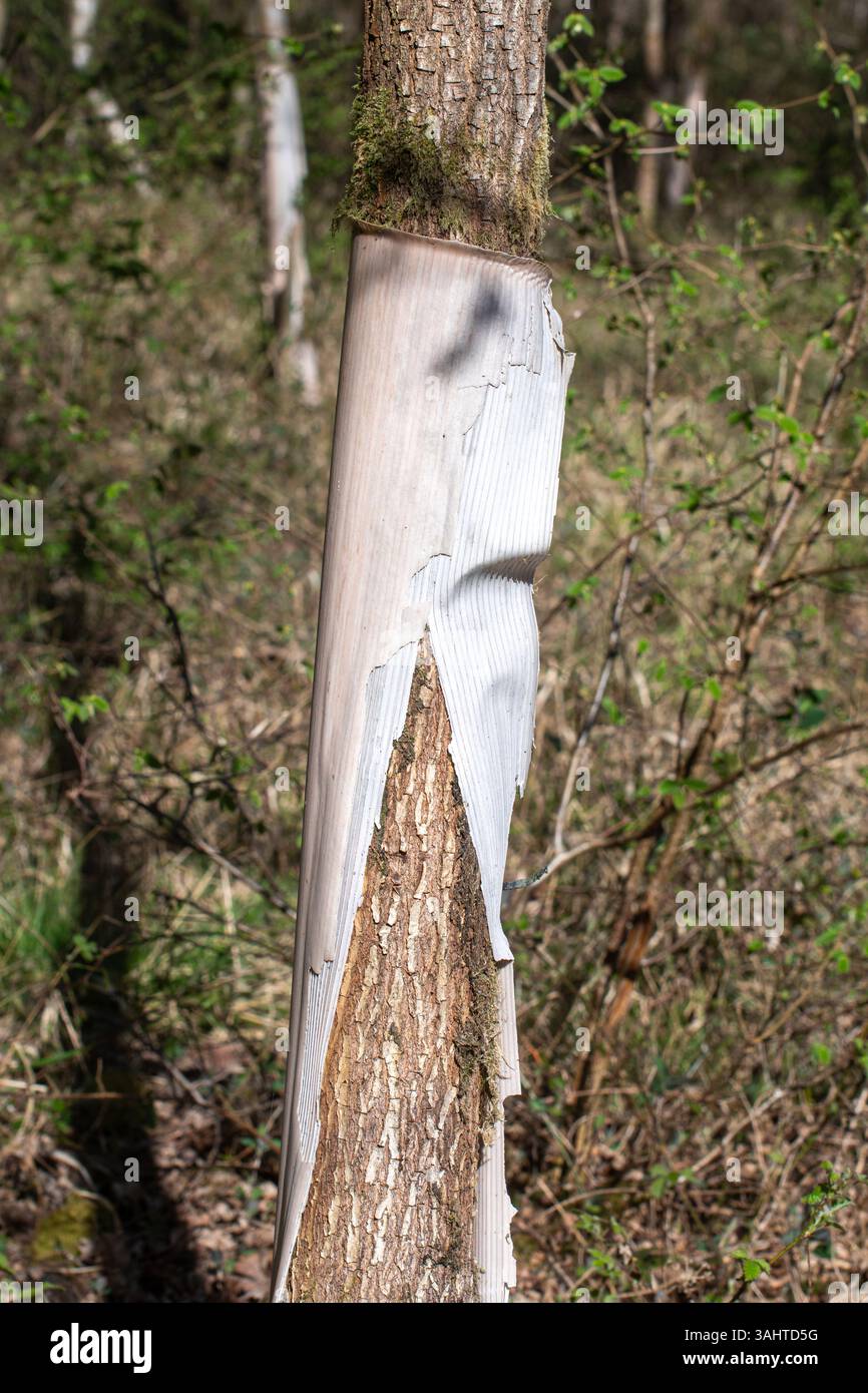 A planted tree growing and splitting the tree guard. Tree planting ...