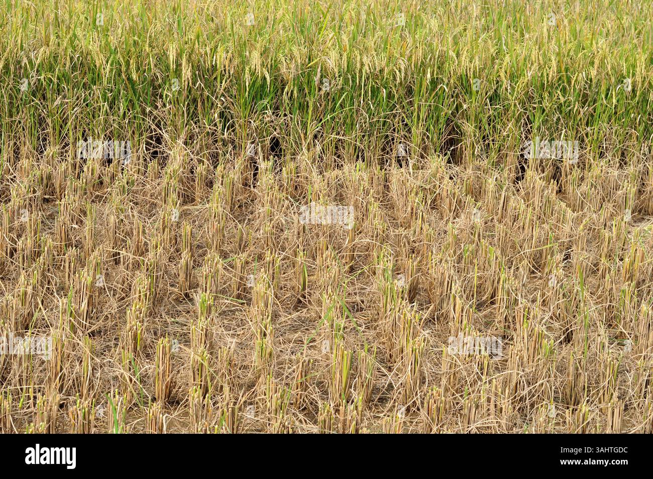 Cut rice plant hi-res stock photography and images - Alamy