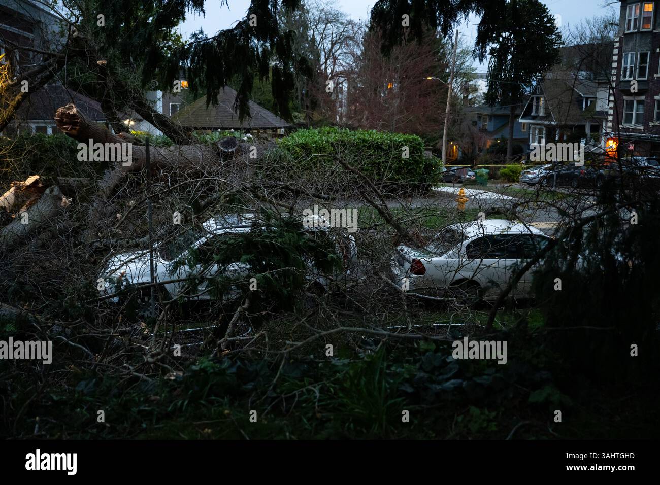 Seattle, USA. 30th Mar 2025. Strong wind brought down a tree on Capitol ...