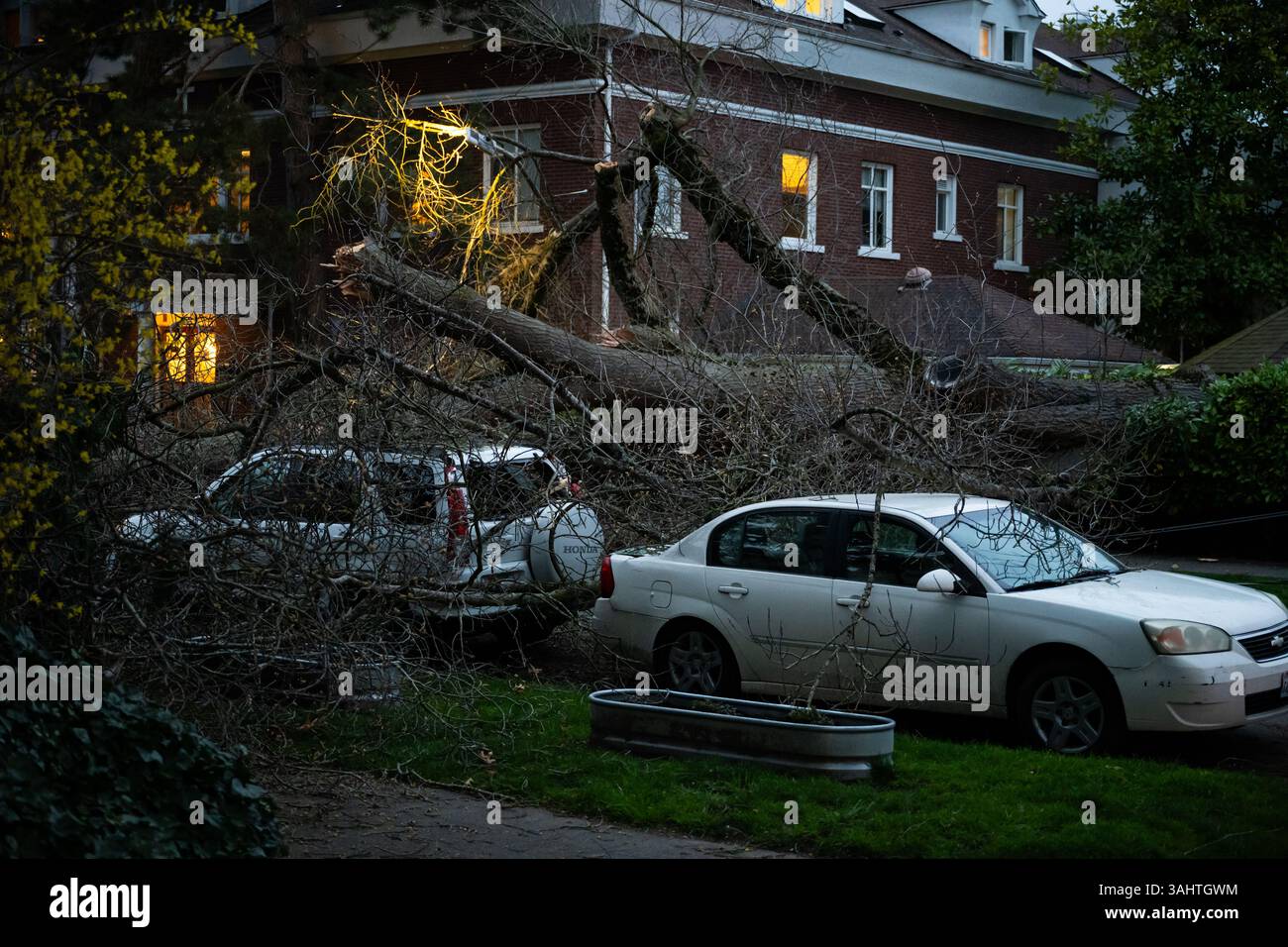 Seattle, USA. 30th Mar 2025. Strong wind brought down a tree on Capitol ...