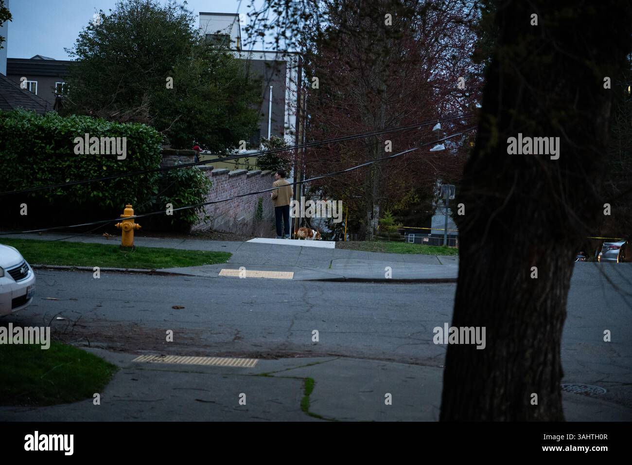 Seattle, USA. 30th Mar 2025. Strong wind brought down a tree on Capitol ...