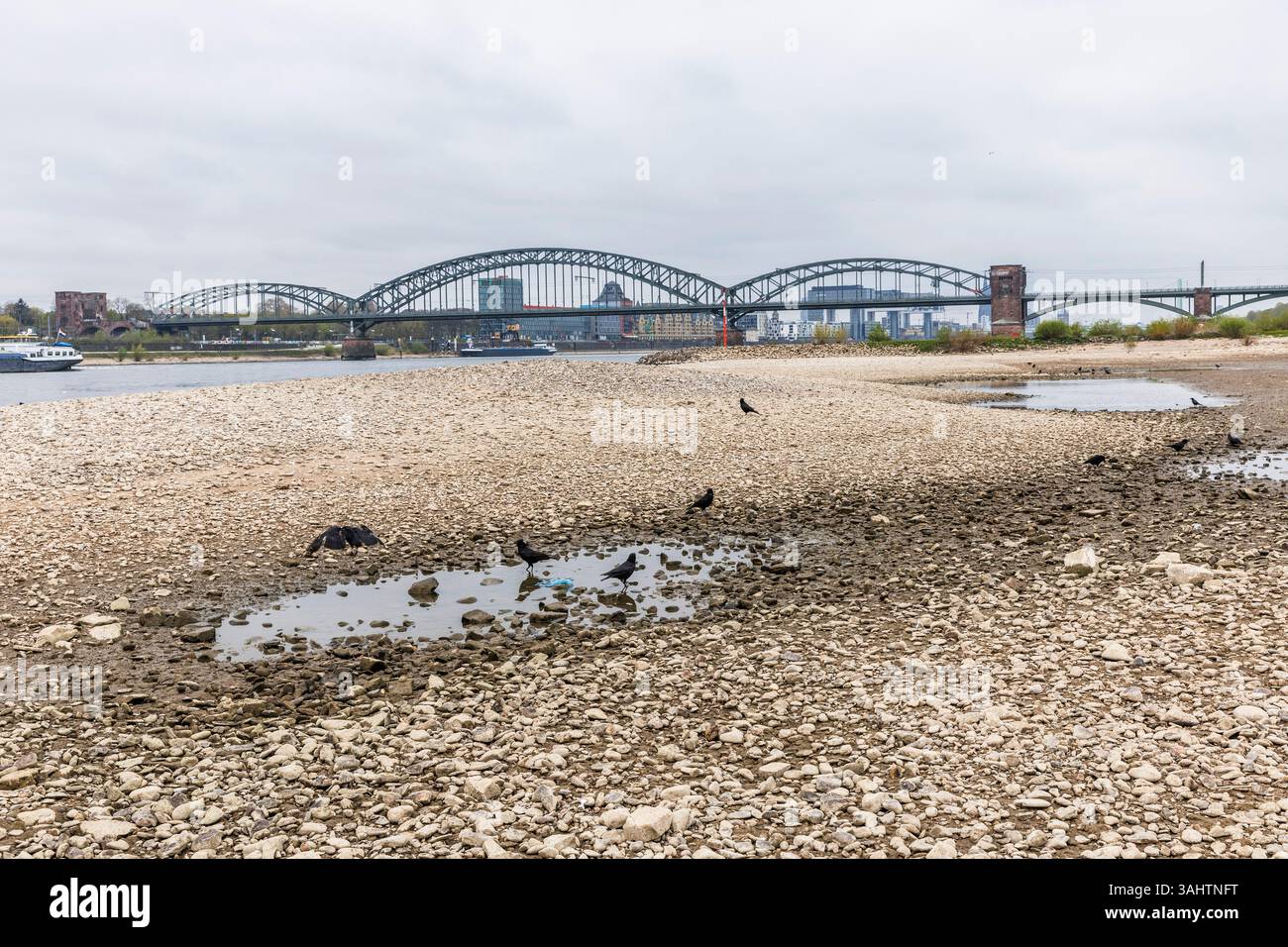 Rhine level on April 10, 2025 at 150 cm, banks of the river Rhine in ...