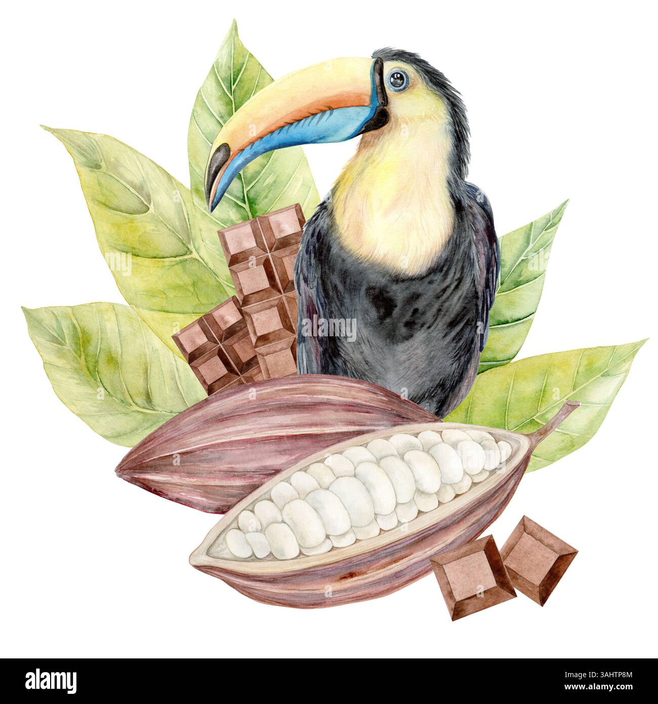 Watercolor illustration of Toucan Bird, chocolate and cocoa bean bars ...