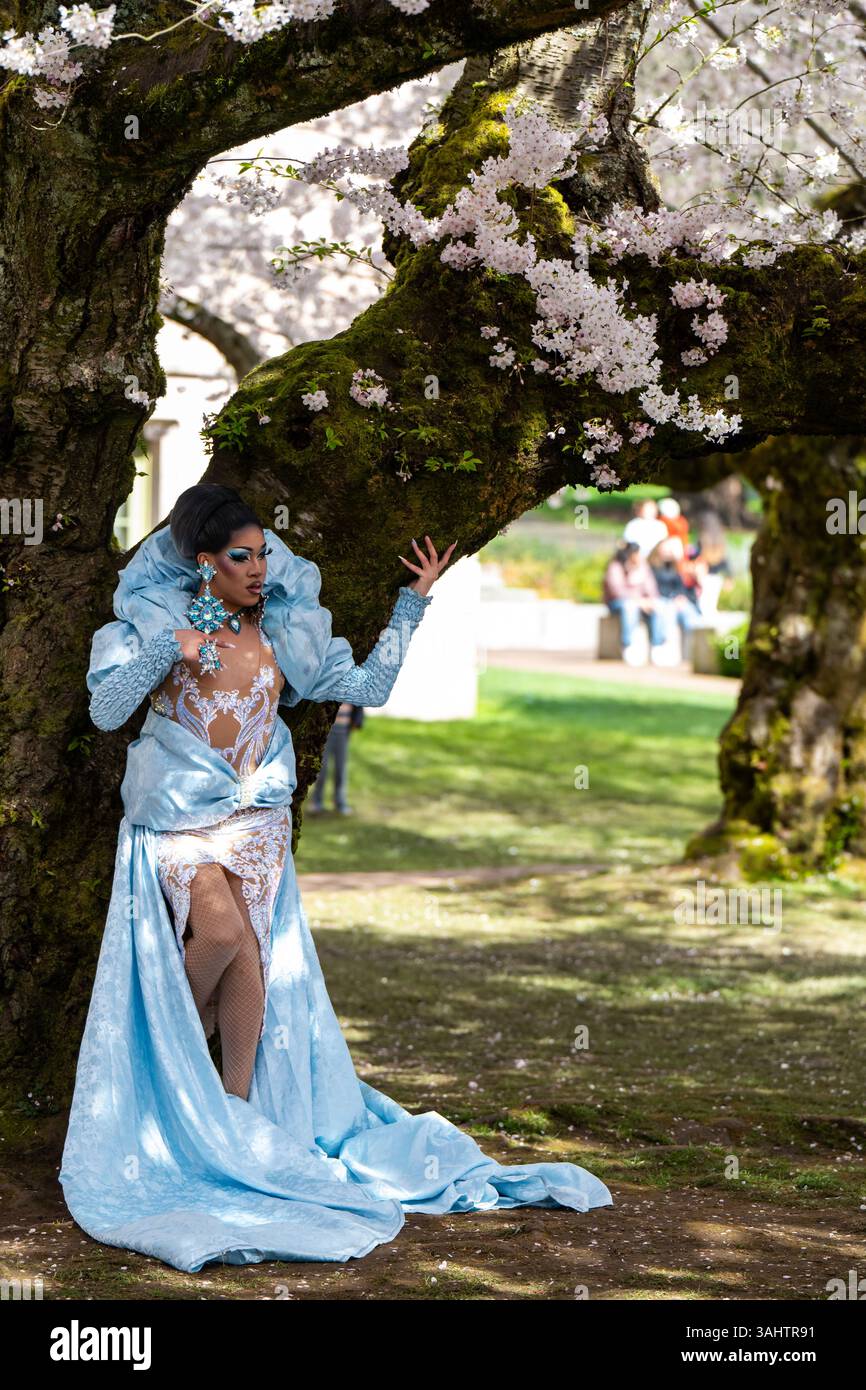 Seattle, USA. 3rd Apr 2025. People visiting the UW Cherry Blossoms in ...