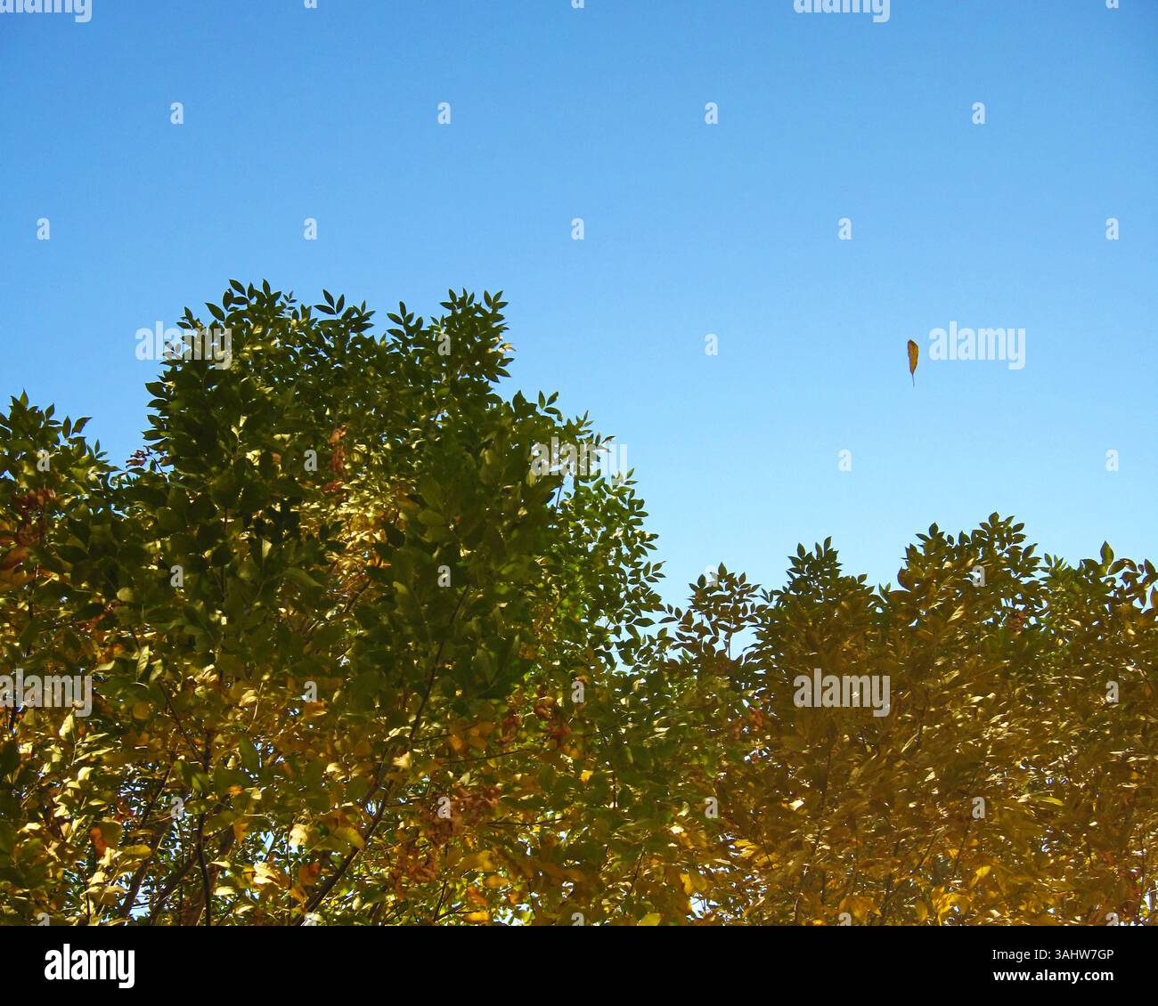 Autumn Foliage Against Blue Sky – Falling Yellow Leaves on White Ash ...