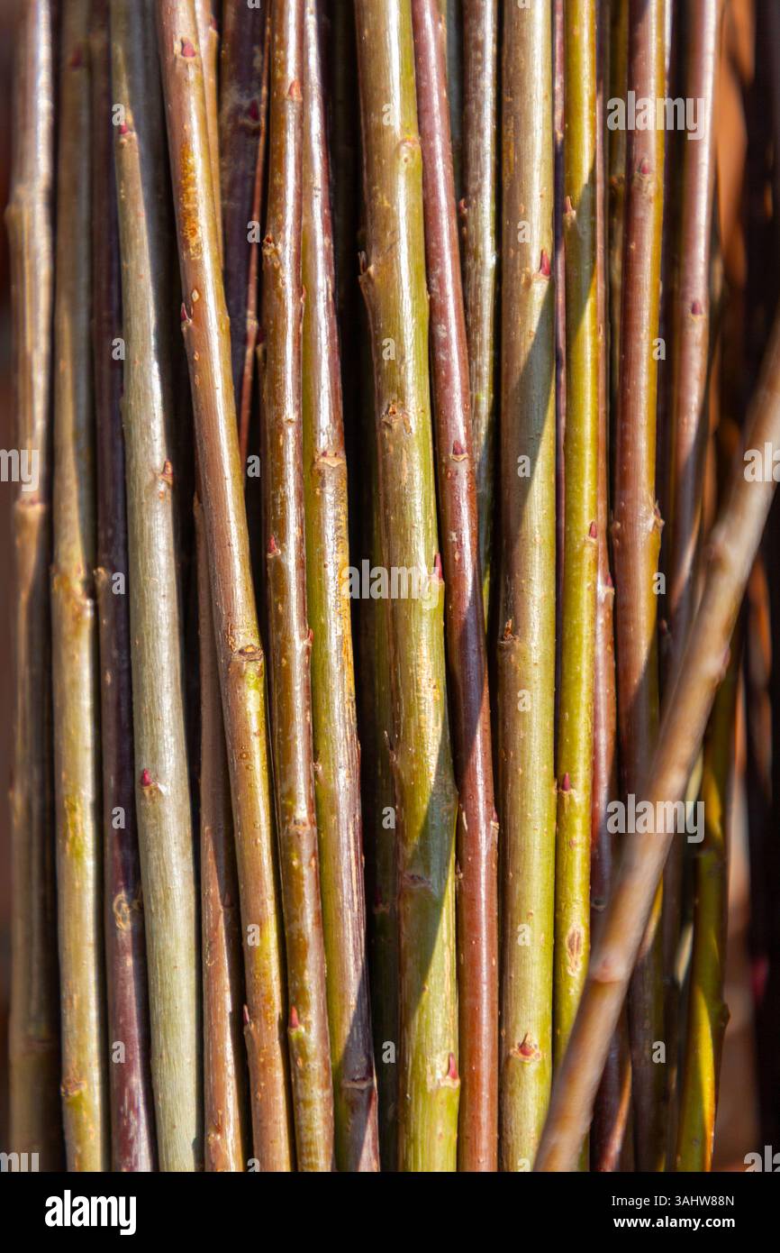 Willow rods hi-res stock photography and images - Alamy