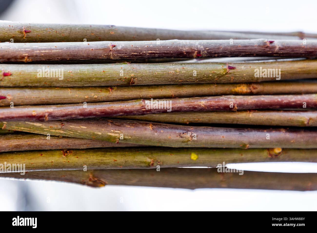 Willow rods hi-res stock photography and images - Alamy