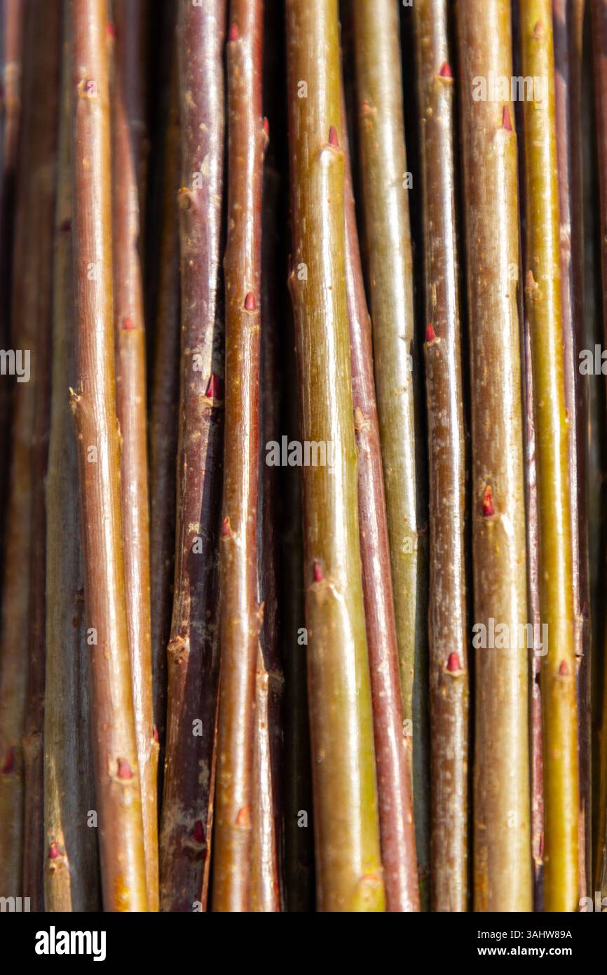 Willow rods hi-res stock photography and images - Alamy