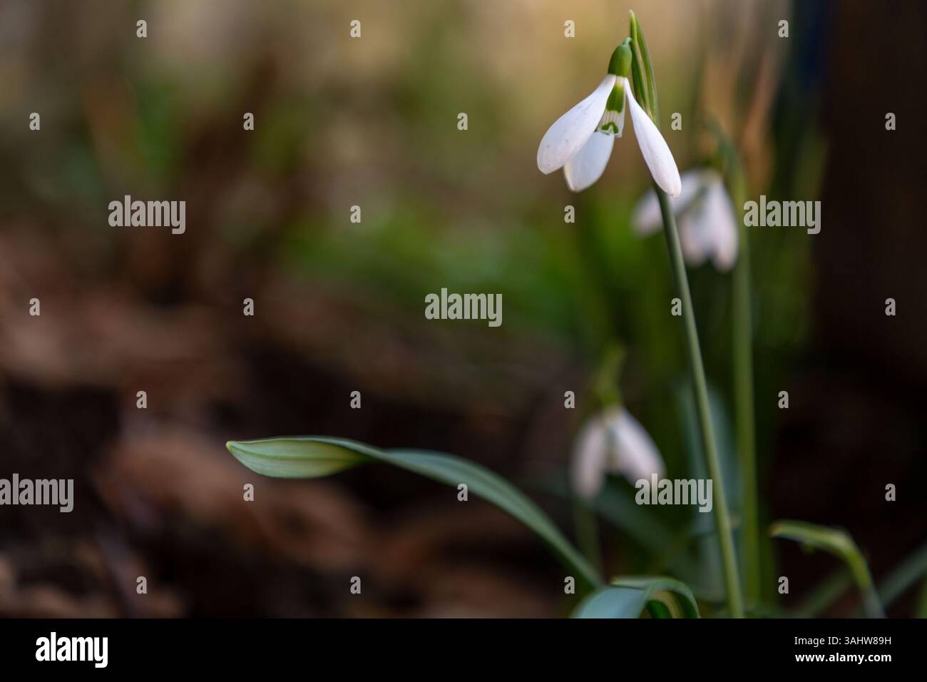 Elegant and fragile blossoms of white snowdrops, botanical close up ...