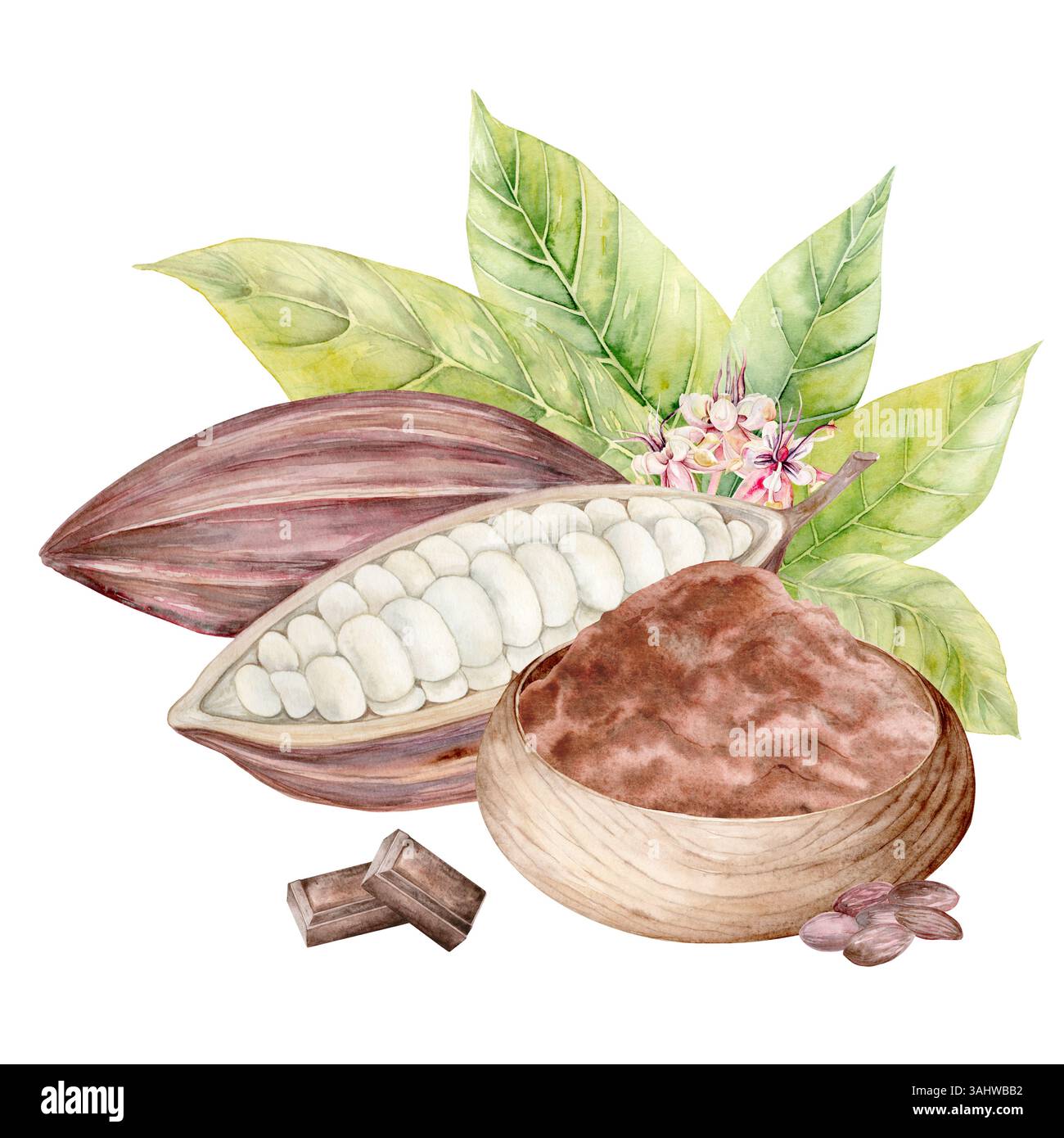 Cocoa ingredients with cacao beans, fresh cacao pod on a background of ...
