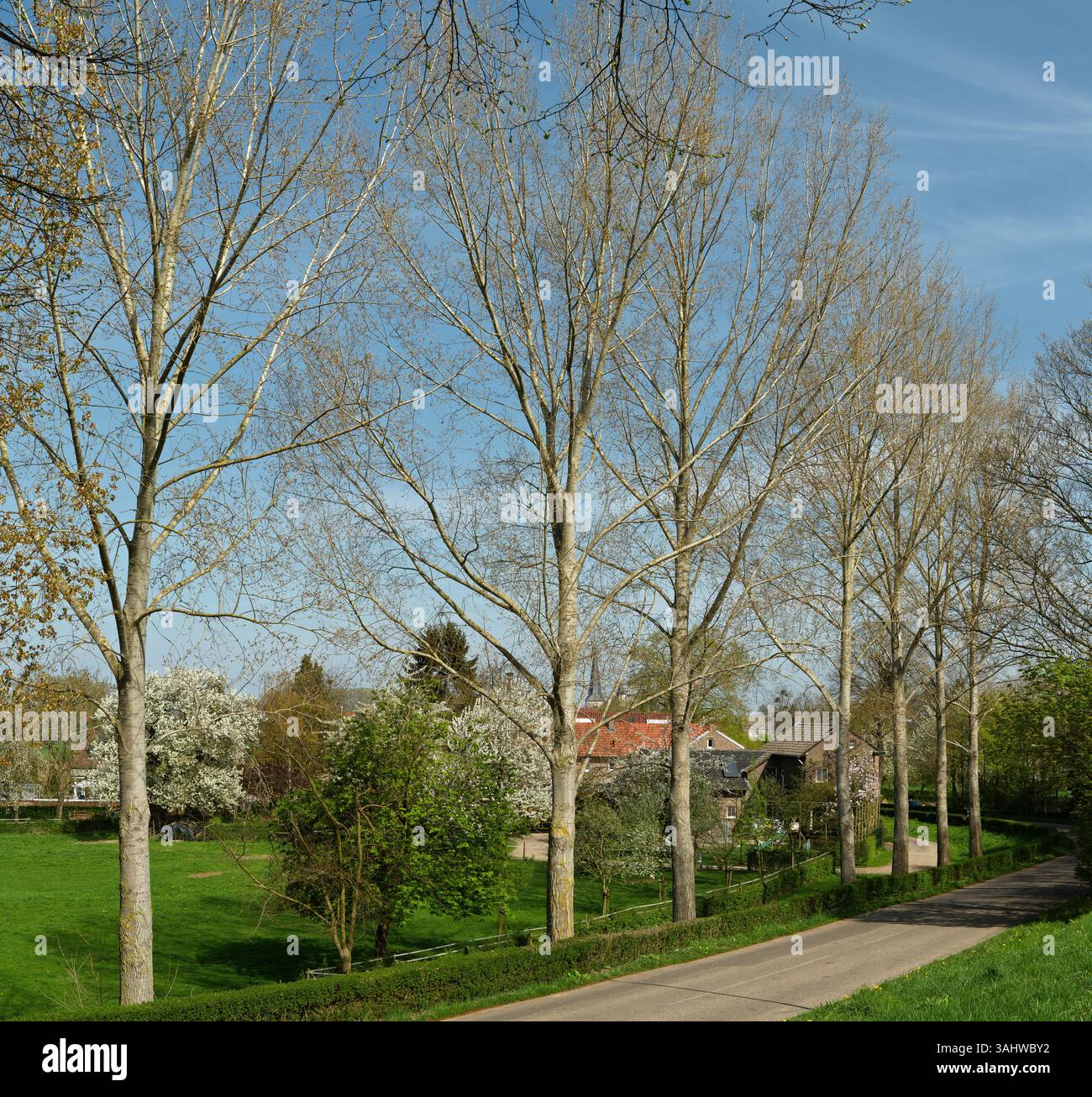 Fruittrees in bloom, Geulle aan de Maas, , Limburg, Netherlands, René ...